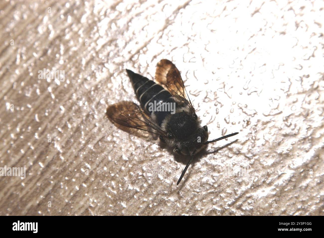 Shiny-vented Sharp-tail Bee (Coelioxys inermis) Insecta Stock Photo - Alamy