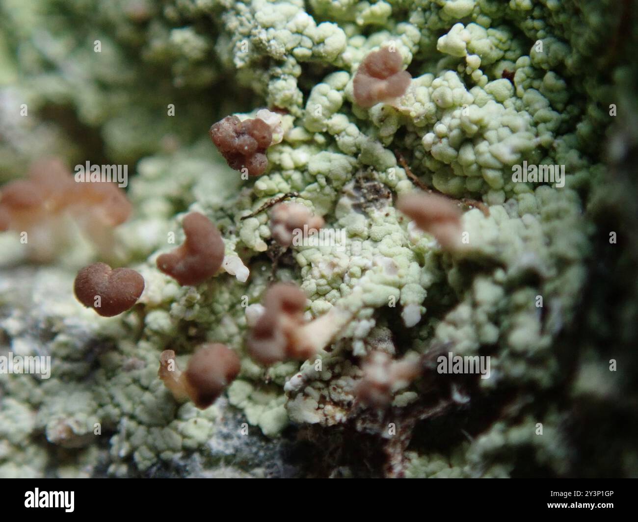 Brown Beret Lichen (Baeomyces rufus) Fungi Stock Photo - Alamy