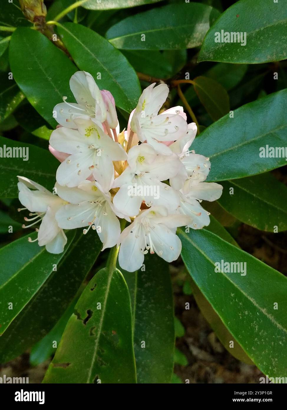 great rhododendron (Rhododendron maximum) Plantae Stock Photo - Alamy