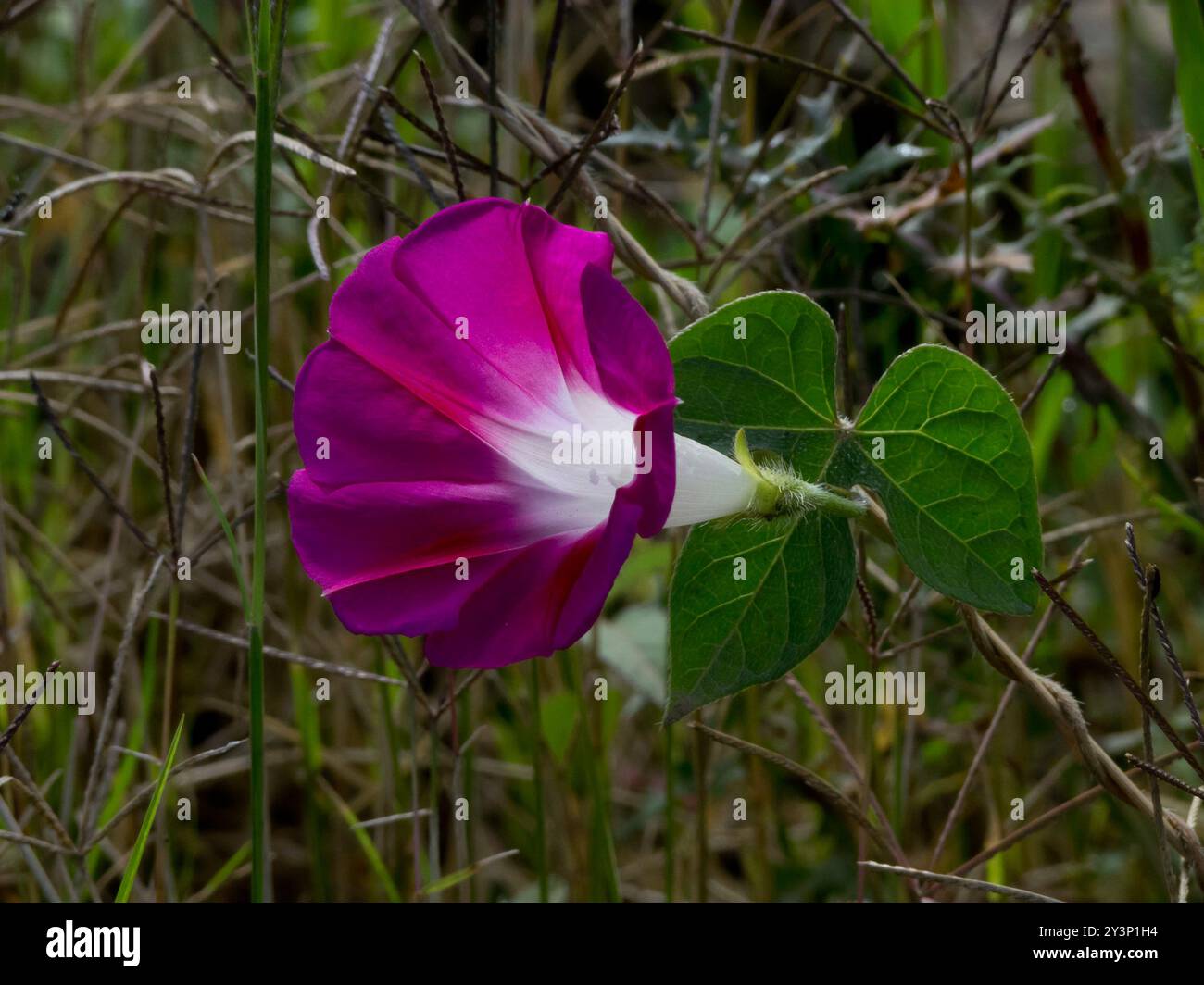common morning-glory (Ipomoea purpurea) Plantae Stock Photo - Alamy