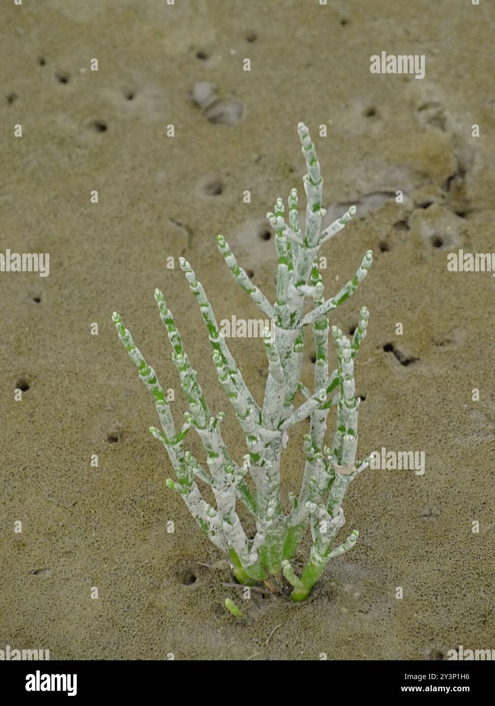 Common Glasswort (Salicornia europaea) Plantae Stock Photo - Alamy