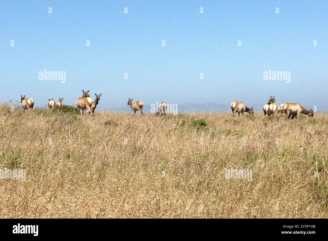 Wapiti (Cervus canadensis) Mammalia Stock Photo - Alamy