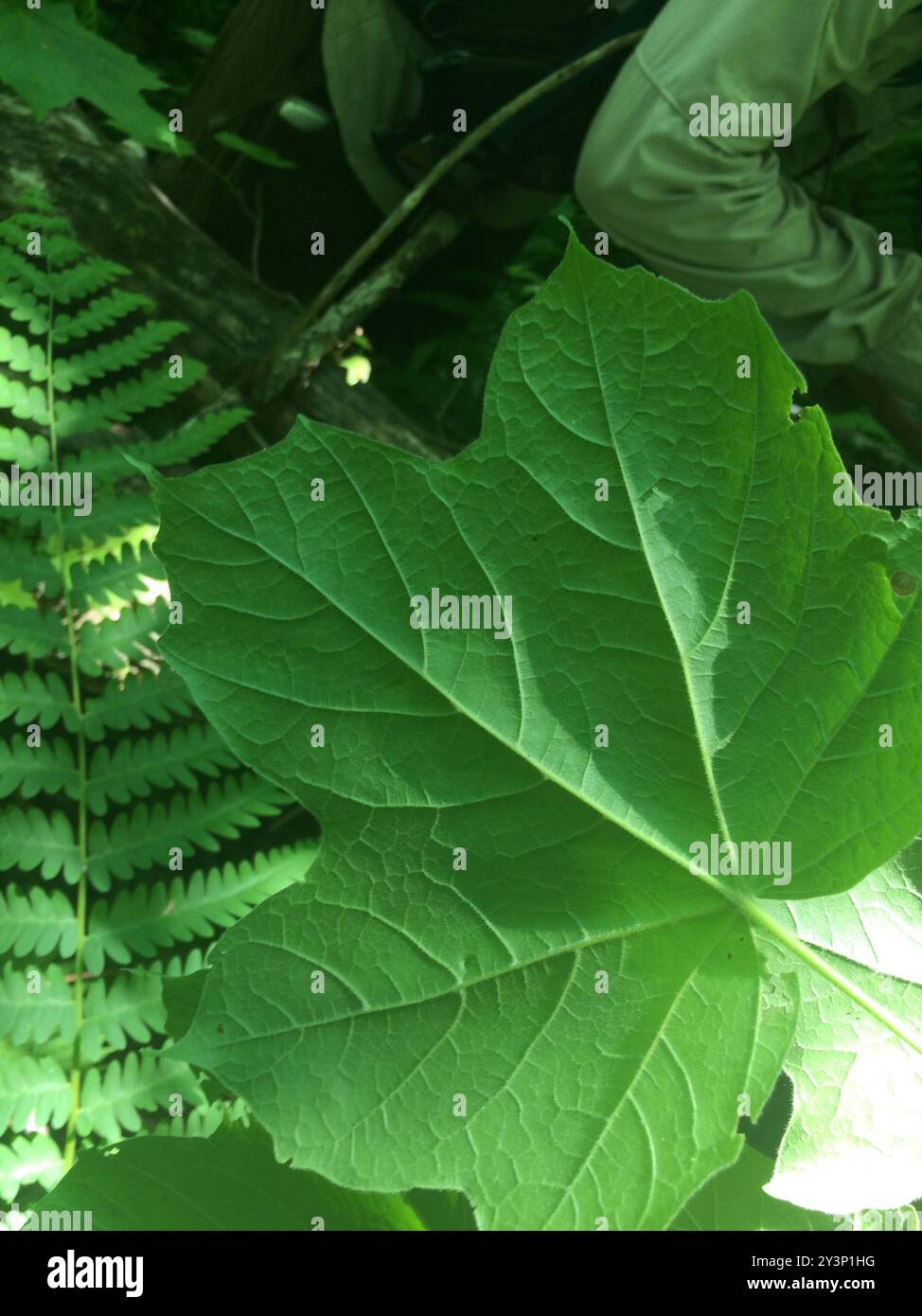 black maple (Acer nigrum) Plantae Stock Photo - Alamy
