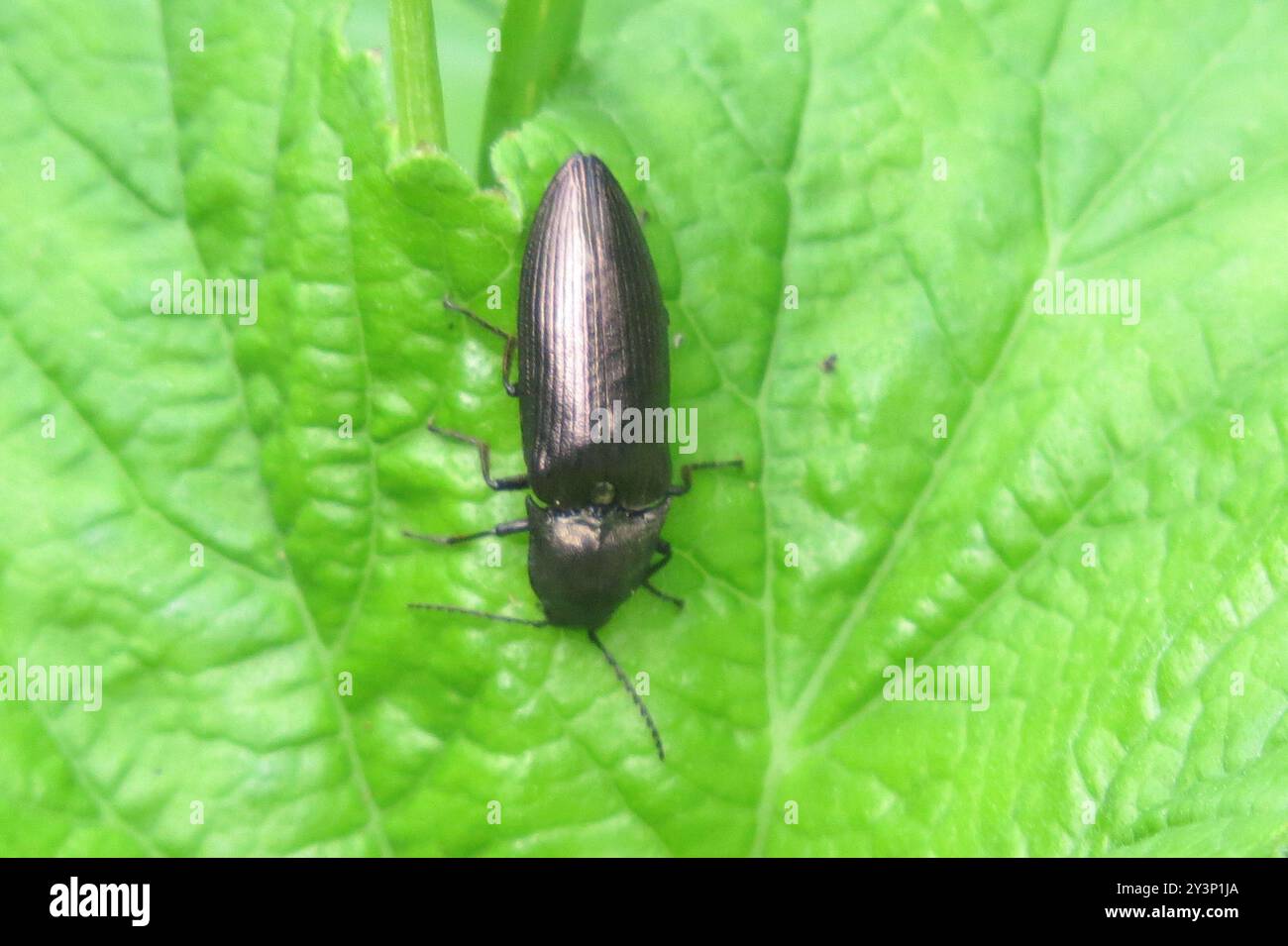 copper click beetle (Ctenicera cuprea) Insecta Stock Photo - Alamy
