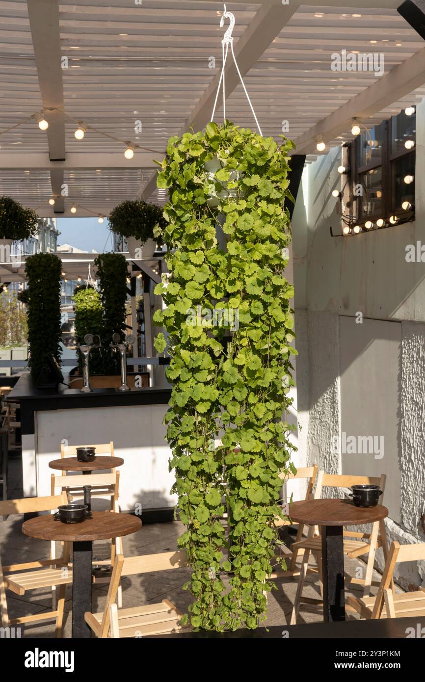 Evergreen creeper of the mint family lamiaceae hi-res stock photography ...