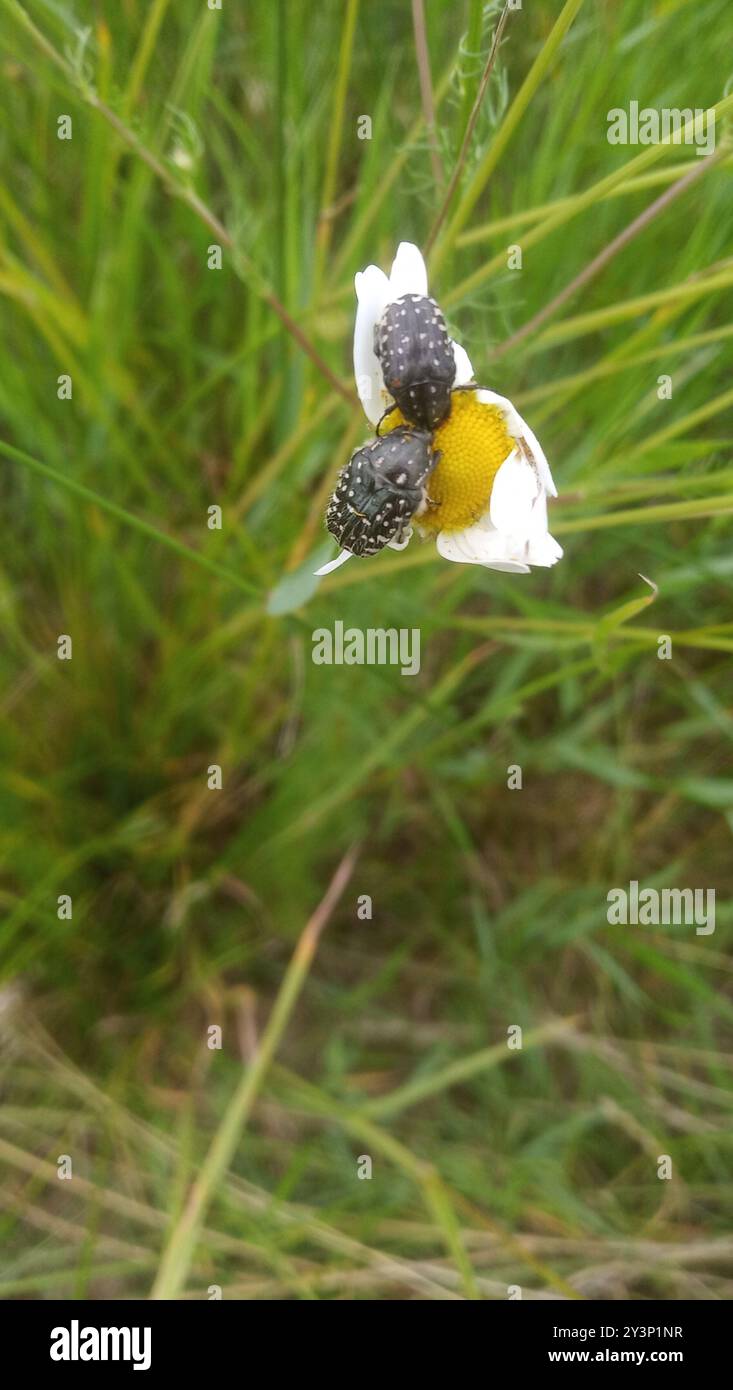 Mediterranean Spotted Chafer (Oxythyrea funesta) Insecta Stock Photo ...