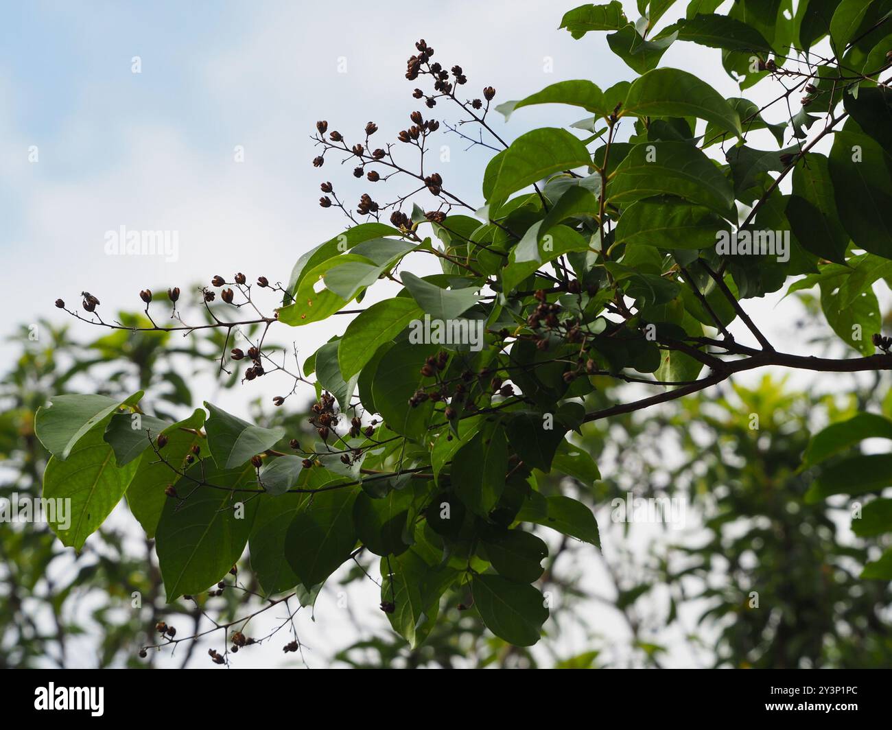 Subcostate Crape Myrtle (Lagerstroemia subcostata) Plantae Stock Photo ...