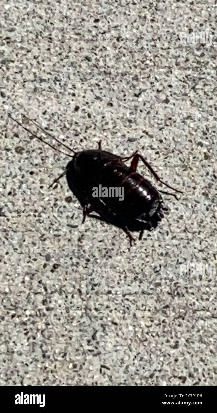 Oriental Cockroach (Blatta orientalis) Insecta Stock Photo - Alamy