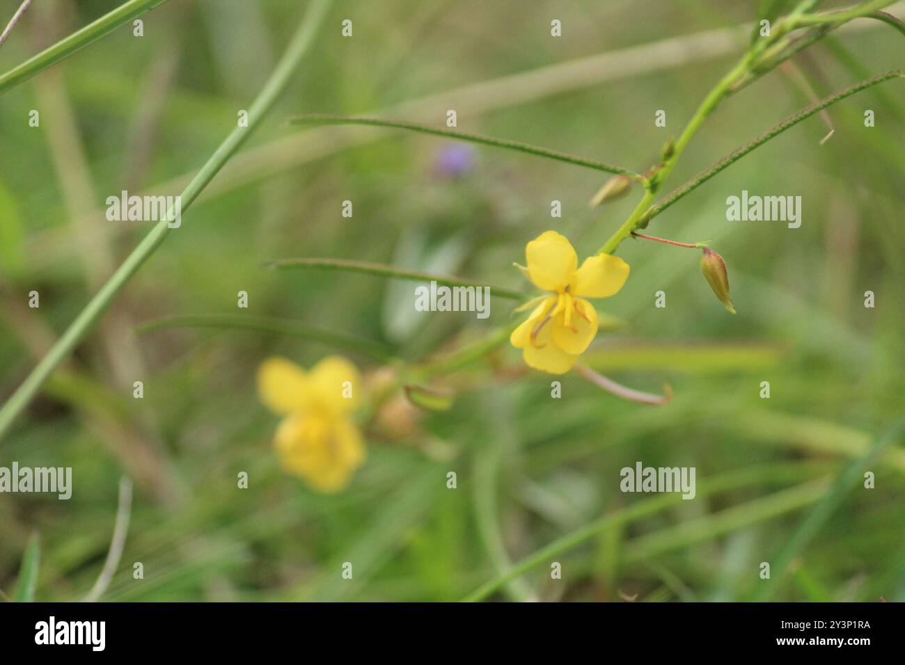 sensitive and partridge peas (Chamaecrista) Plantae Stock Photo - Alamy