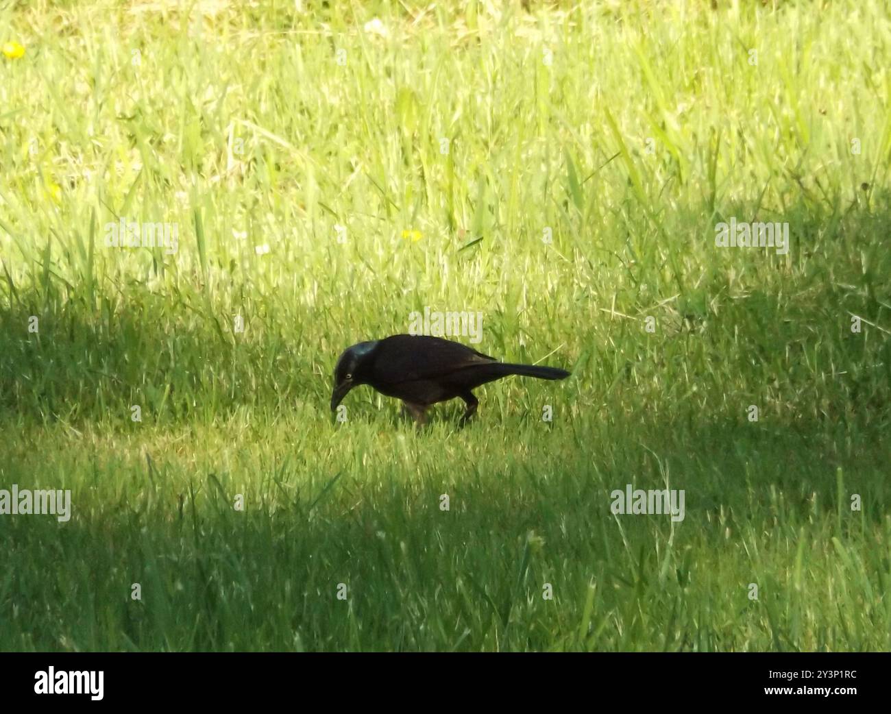 Common Grackle (Quiscalus quiscula) Aves Stock Photo - Alamy
