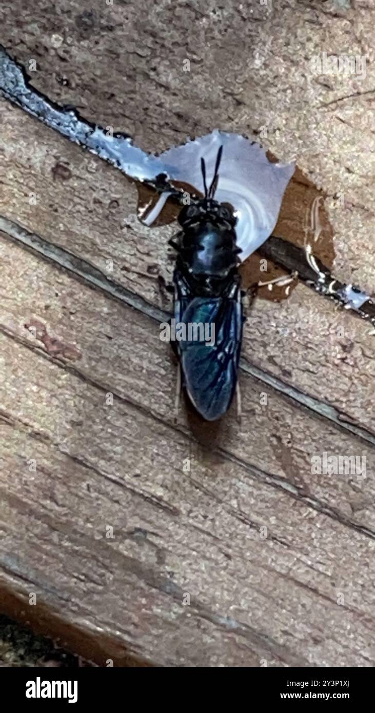 Black Soldier Fly (Hermetia illucens) Insecta Stock Photo - Alamy