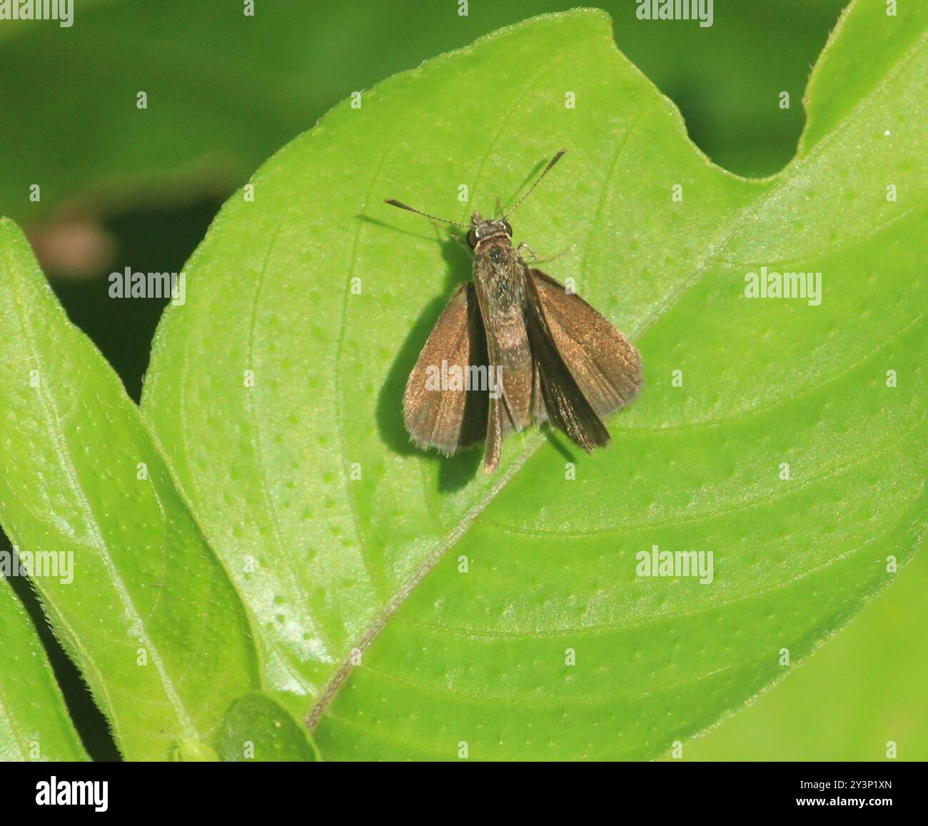 Pygmy Scrub Hopper (Aeromachus pygmaeus) Insecta Stock Photo - Alamy