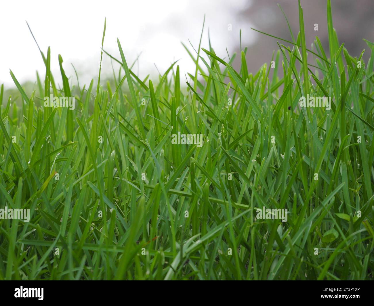 Saint Augustine grass (Stenotaphrum secundatum) Plantae Stock Photo - Alamy