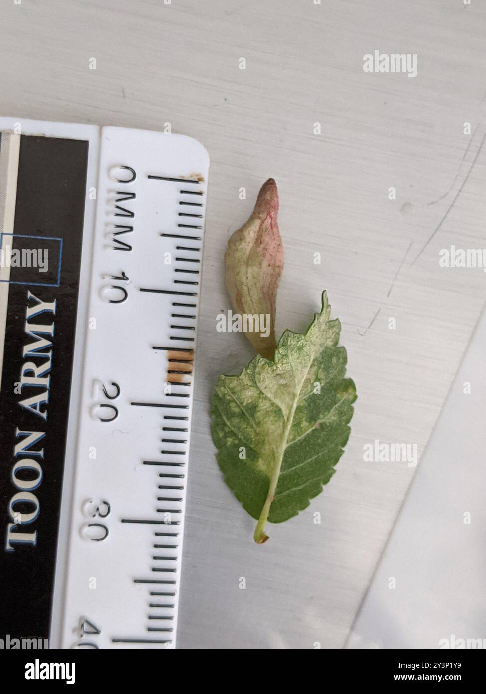 Rice Root Aphid (Tetraneura akinire) Insecta Stock Photo - Alamy