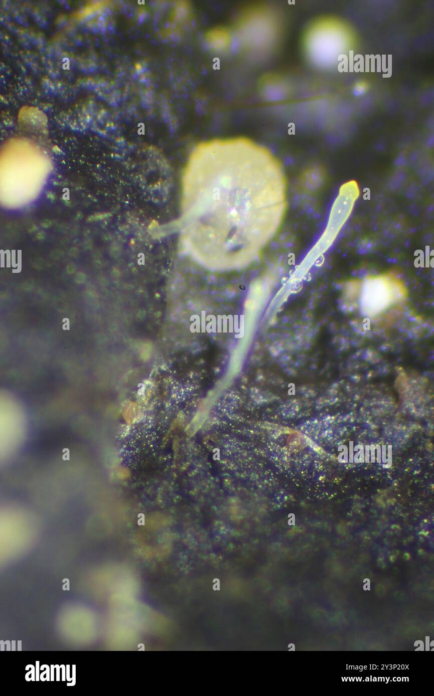 Pilobolus fungi hi-res stock photography and images - Alamy