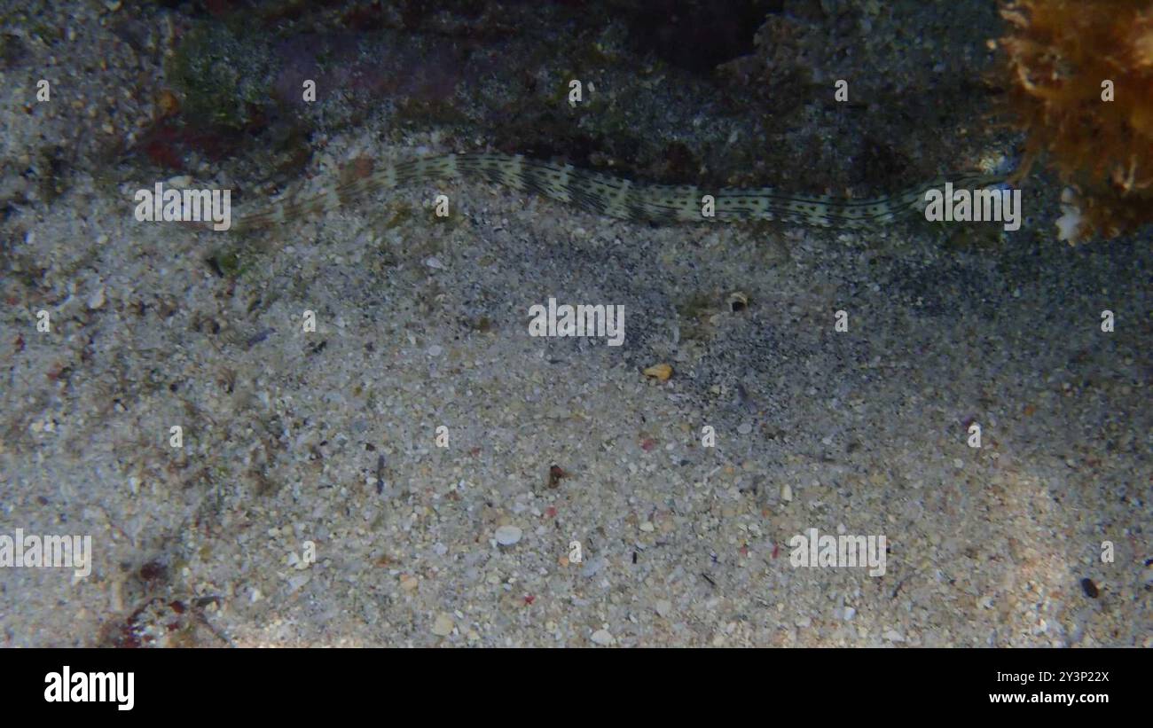 Schultz's Pipefish (Corythoichthys schultzi) Actinopterygii Stock Photo ...