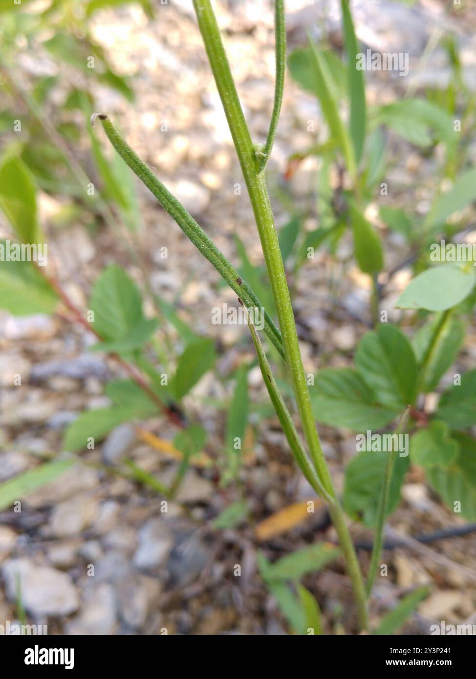 narrow-leaved hawksbeard (Crepis tectorum) Plantae Stock Photo - Alamy