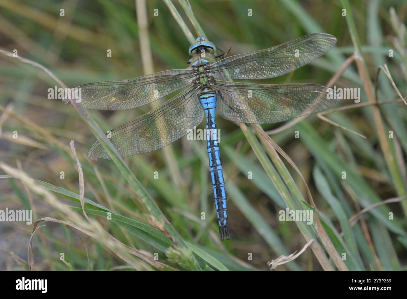 Blue Emperor (Anax imperator) Insecta Stock Photo - Alamy