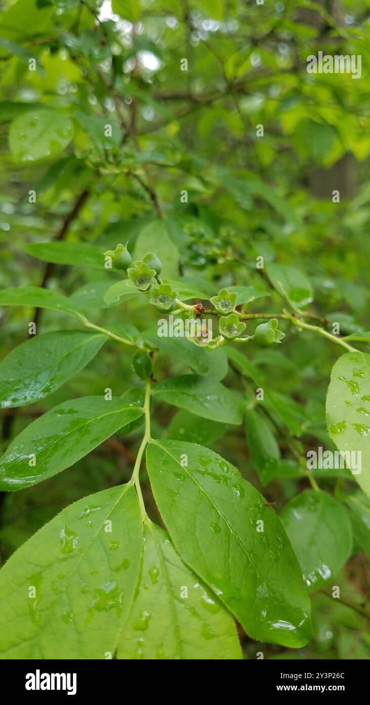 Northern highbush blueberry (Vaccinium corymbosum) Plantae Stock Photo ...
