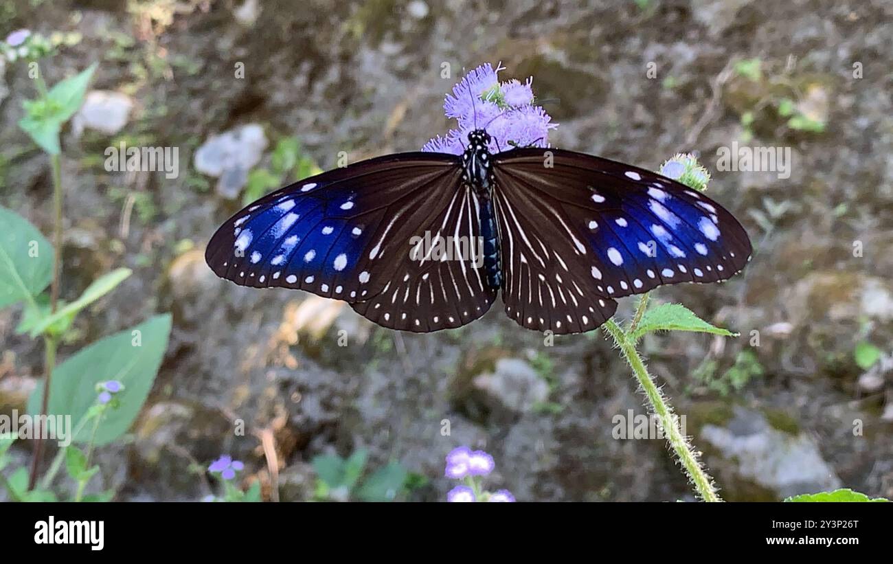 (Euploea mulciber barsine) Insecta Stock Photo - Alamy
