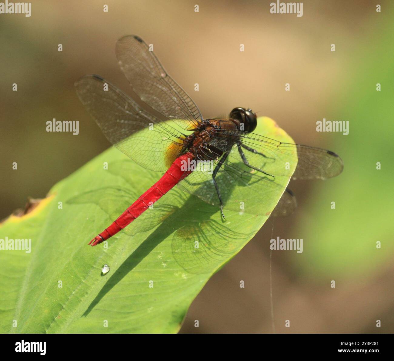 Brown-backed Red Marsh Hawk (Orthetrum chrysis) Insecta Stock Photo - Alamy