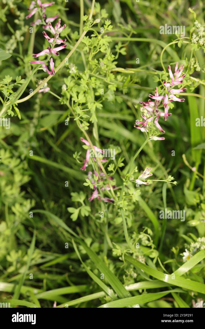 Common Fumitory (Fumaria officinalis) Plantae Stock Photo - Alamy