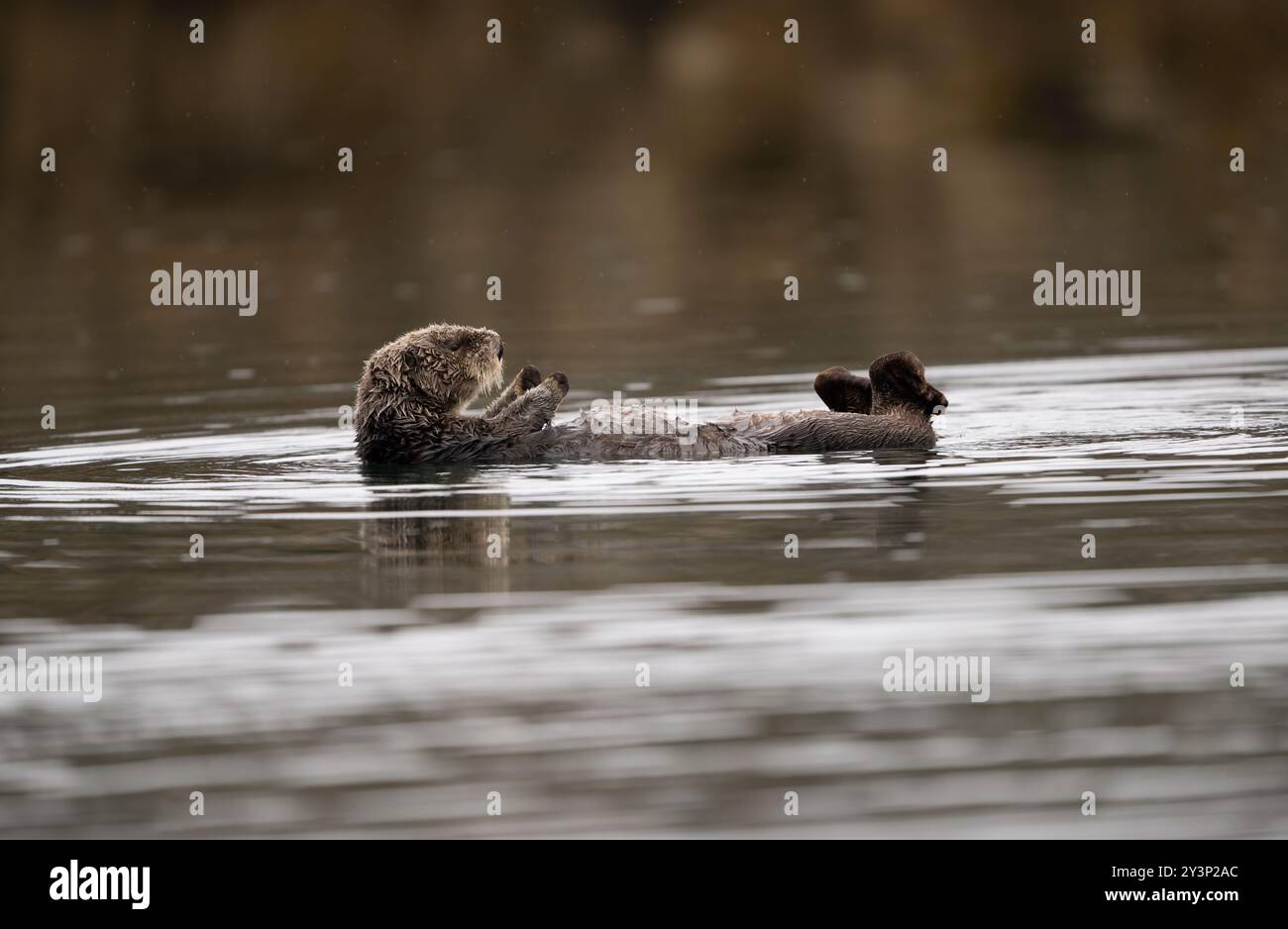 Northern sea otter floating in a bay at Seldovia, Alaska Stock Photo ...