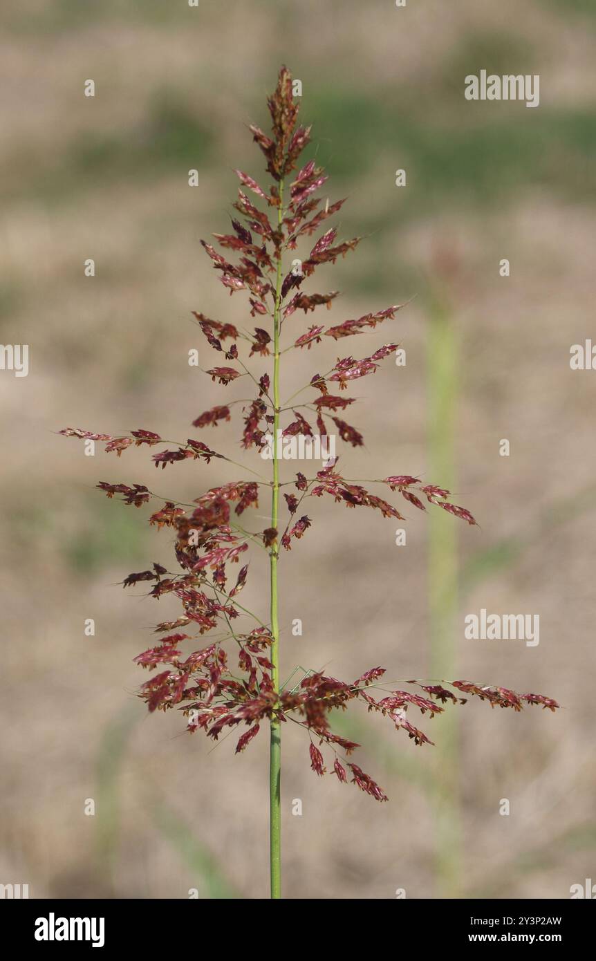 Johnson grass (Sorghum halepense) Plantae Stock Photo - Alamy