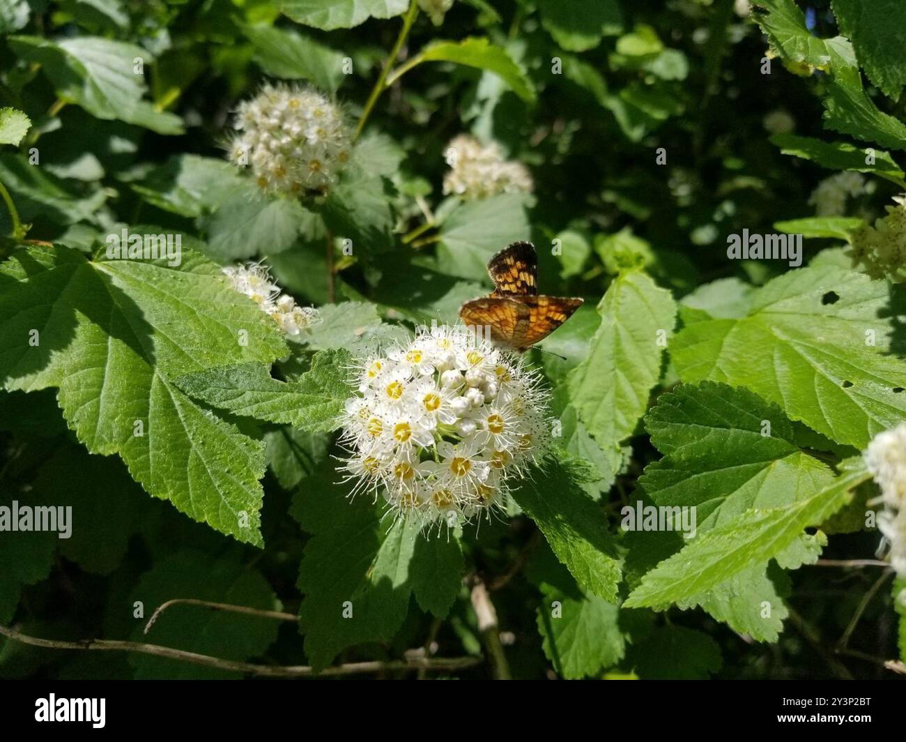 common ninebark (Physocarpus opulifolius) Plantae Stock Photo - Alamy