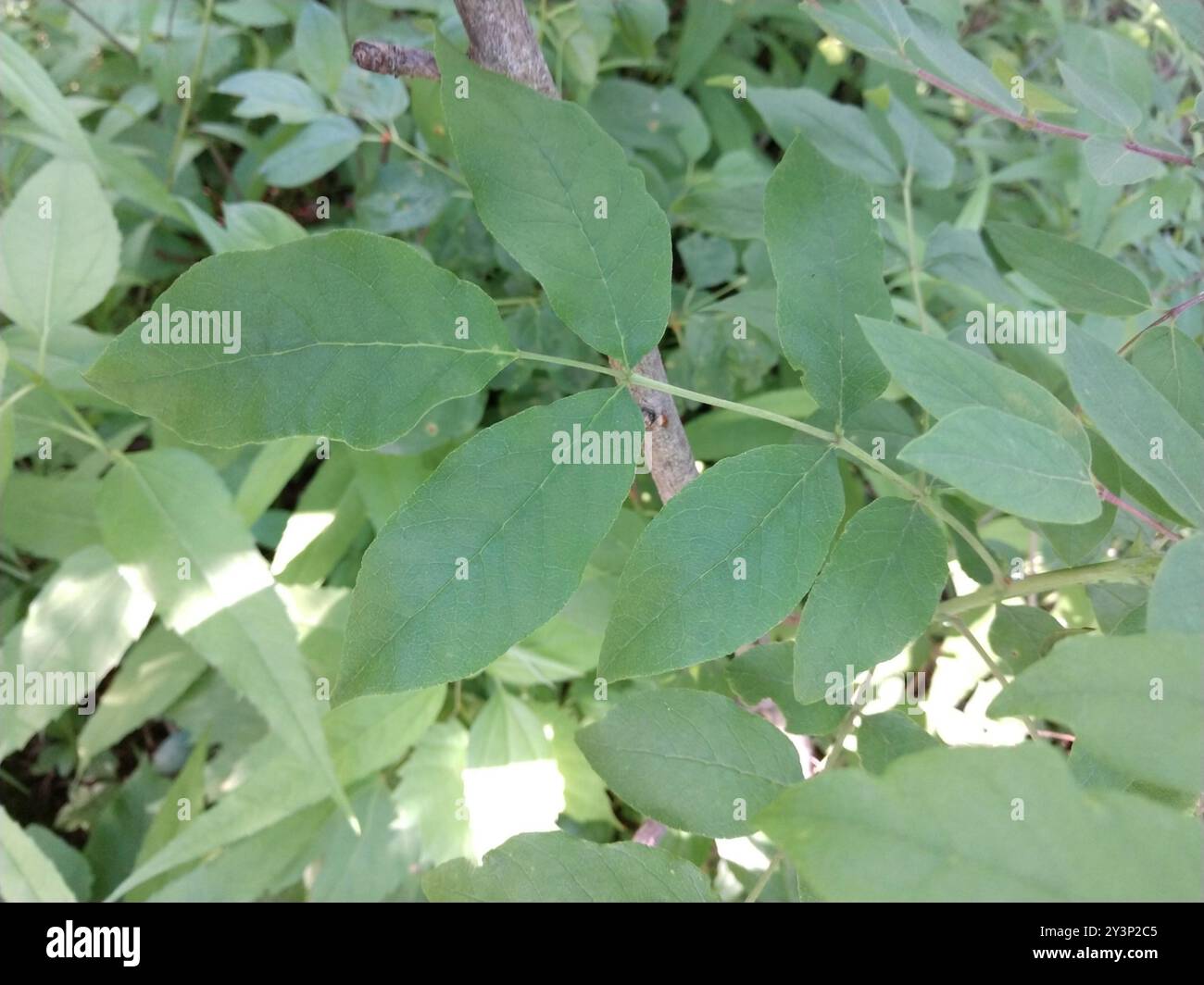 common prickly ash (Zanthoxylum americanum) Plantae Stock Photo - Alamy