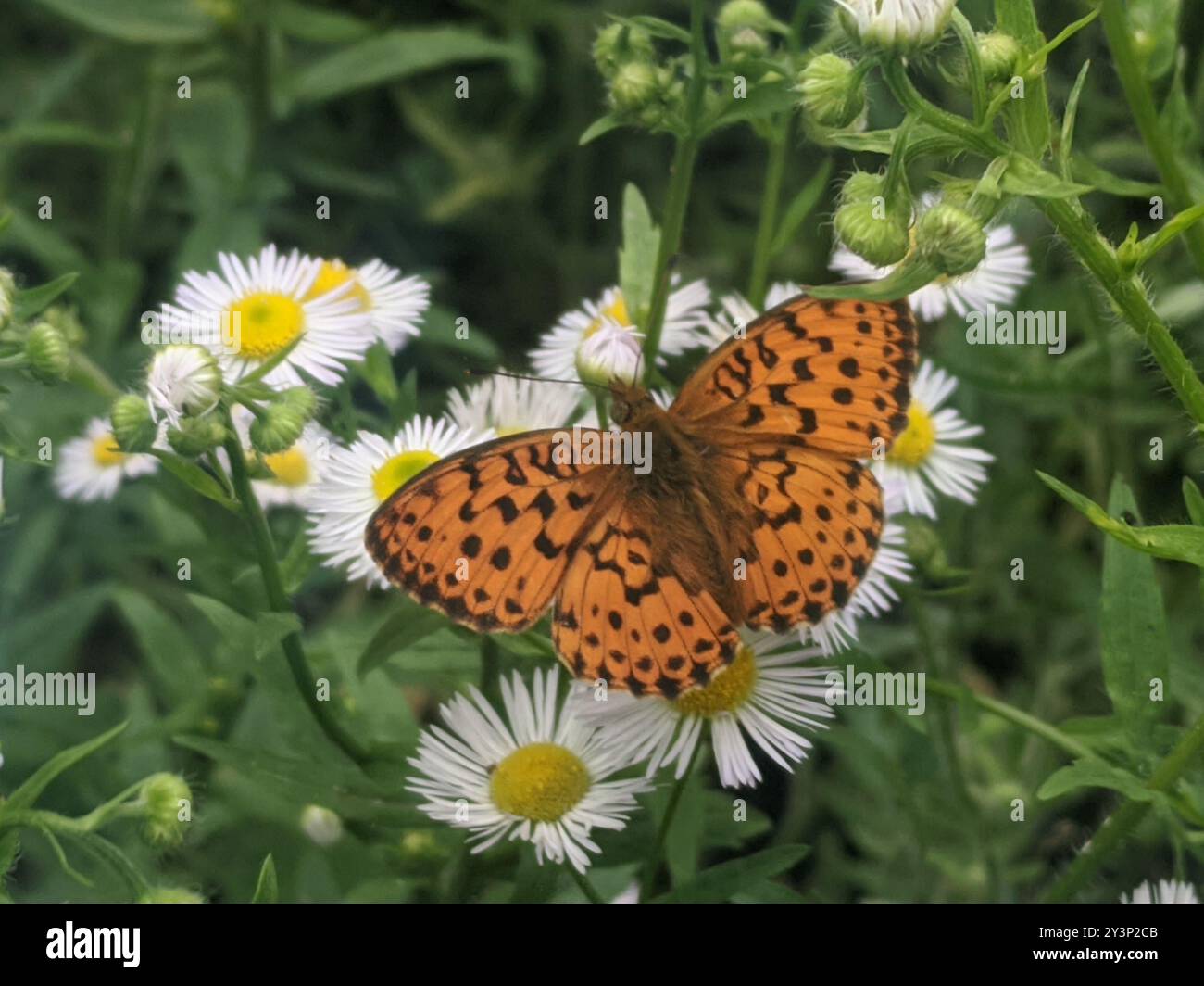 Marbled Fritillary (Brenthis daphne) Insecta Stock Photo - Alamy