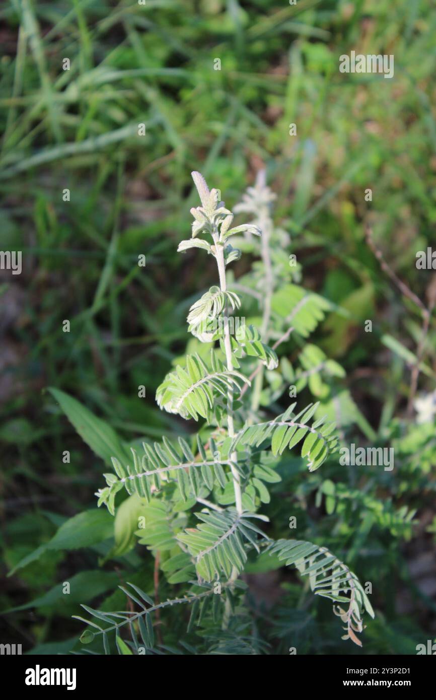 leadplant (Amorpha canescens) Plantae Stock Photo - Alamy