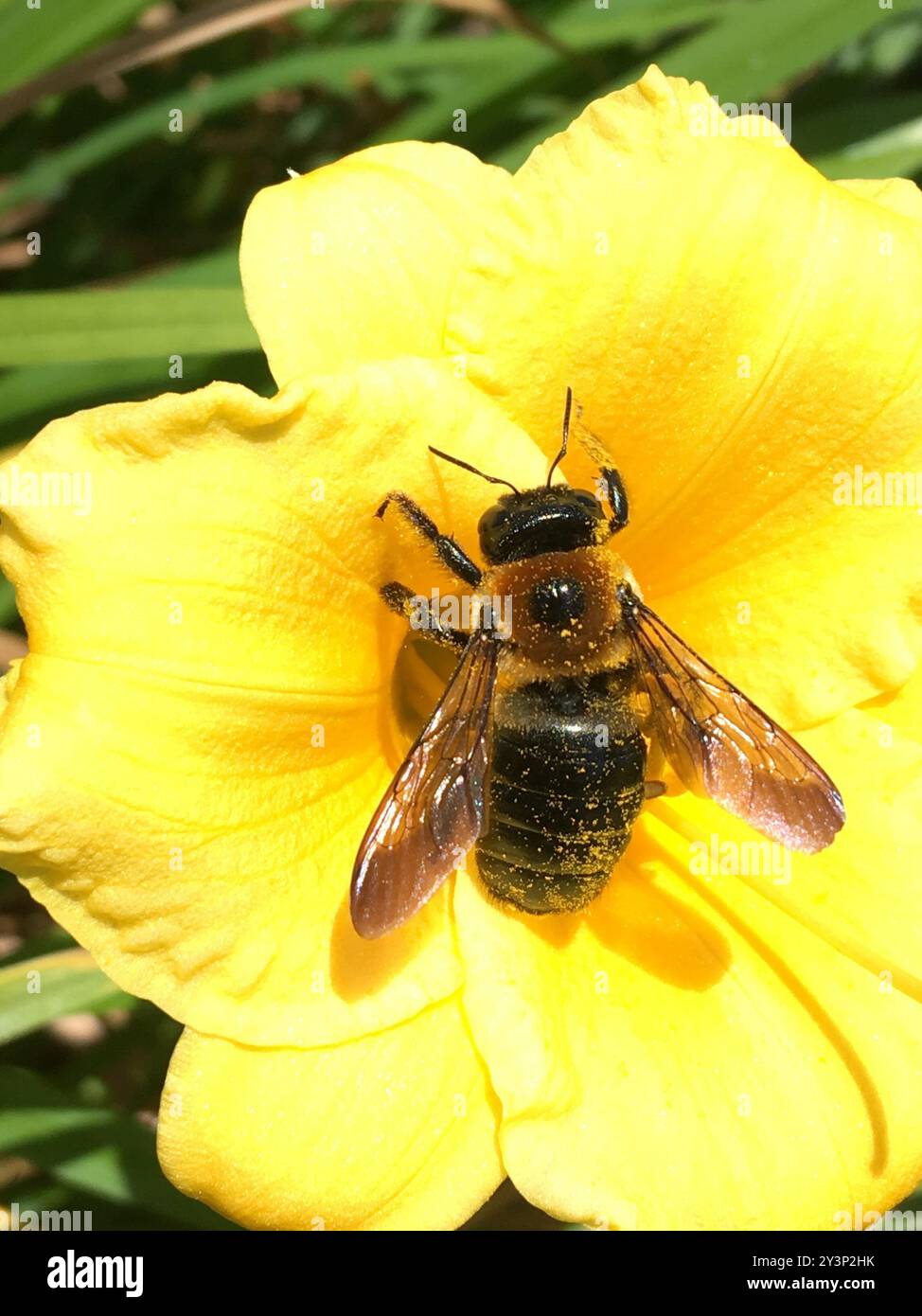 Eastern Carpenter Bee (Xylocopa virginica) Insecta Stock Photo - Alamy
