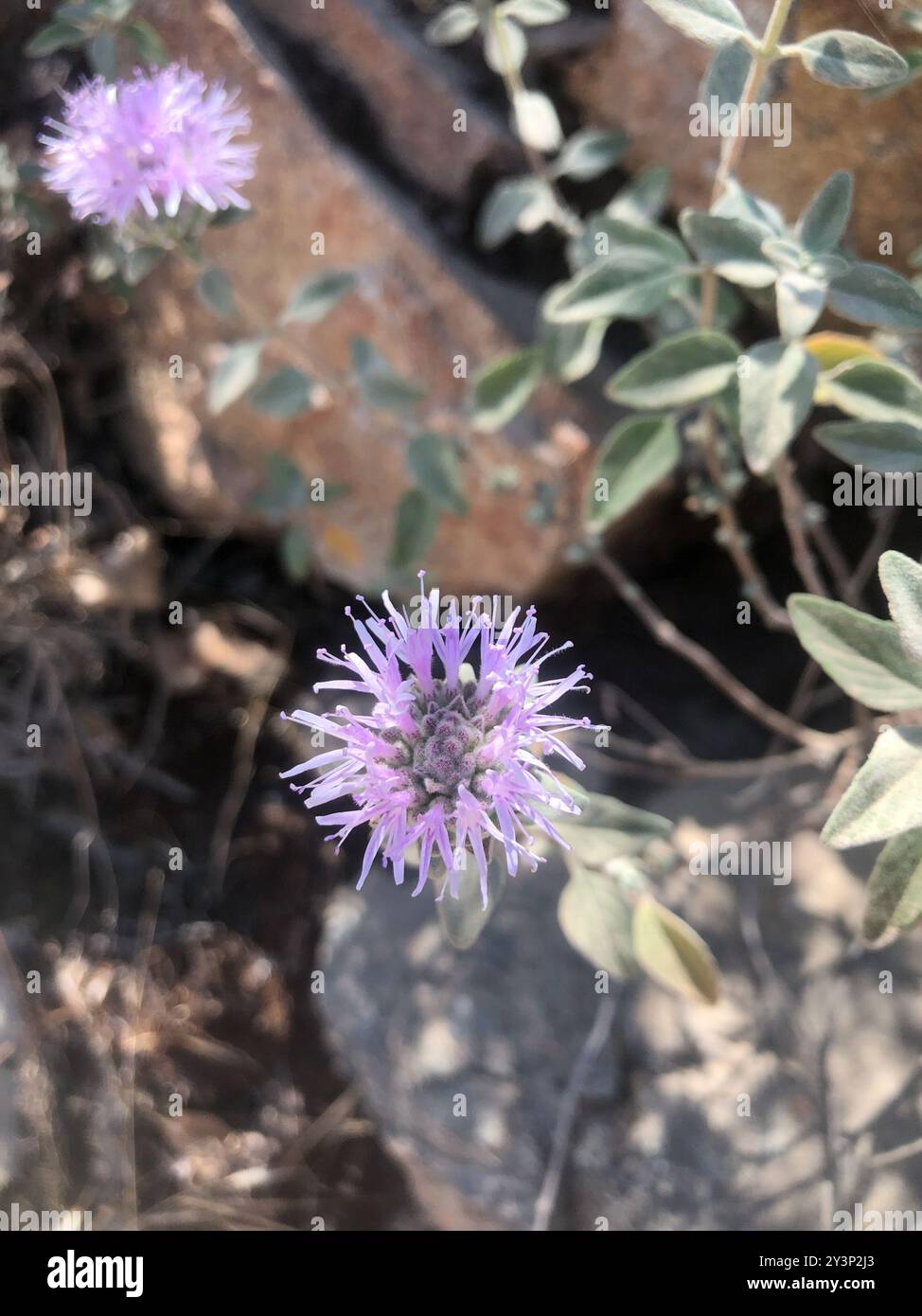 Coyote Mint (Monardella villosa) Plantae Stock Photo - Alamy