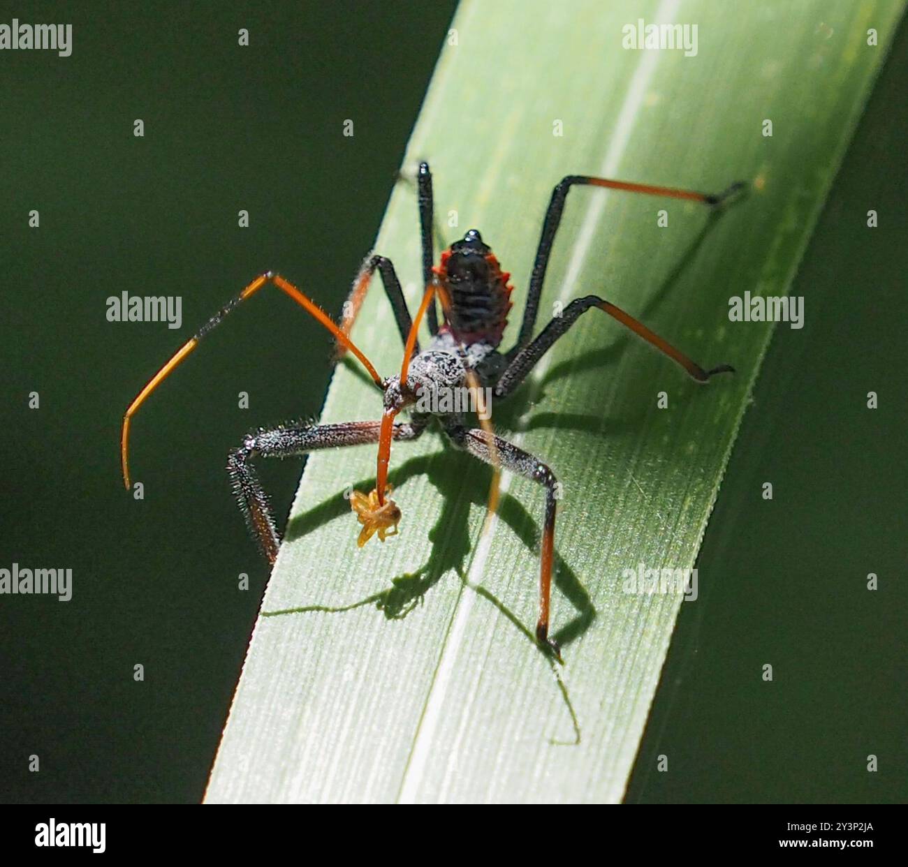 North American Wheel Bug (Arilus cristatus) Insecta Stock Photo - Alamy