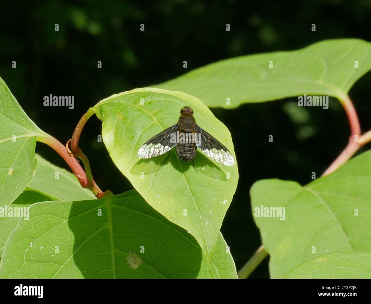 Black Banded Bee Fly (Hemipenthes morio) Insecta Stock Photo - Alamy