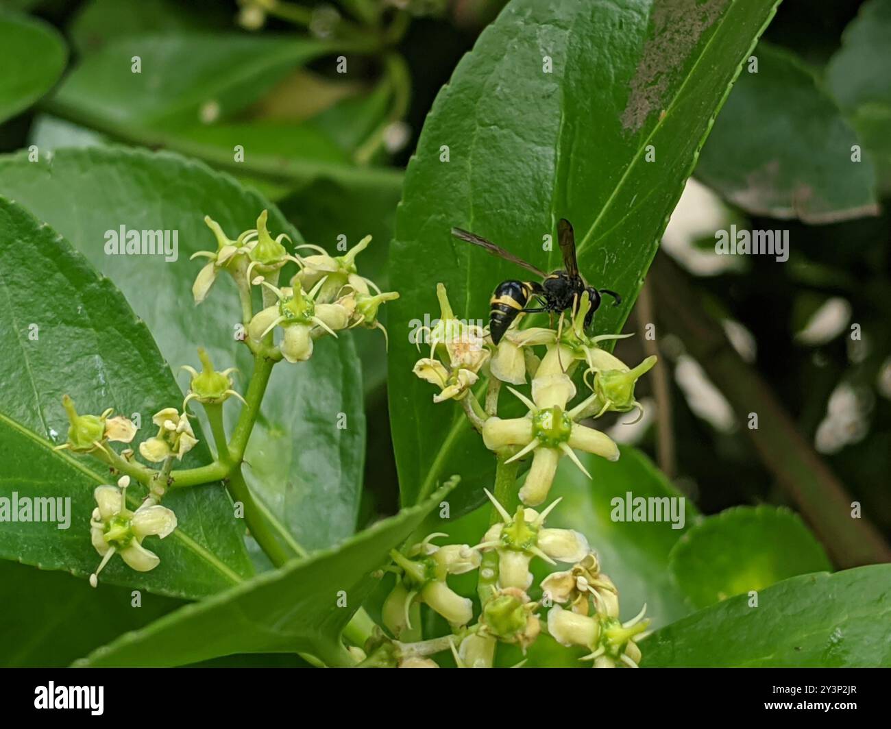Potter and Mason Wasps (Eumeninae) Insecta Stock Photo - Alamy