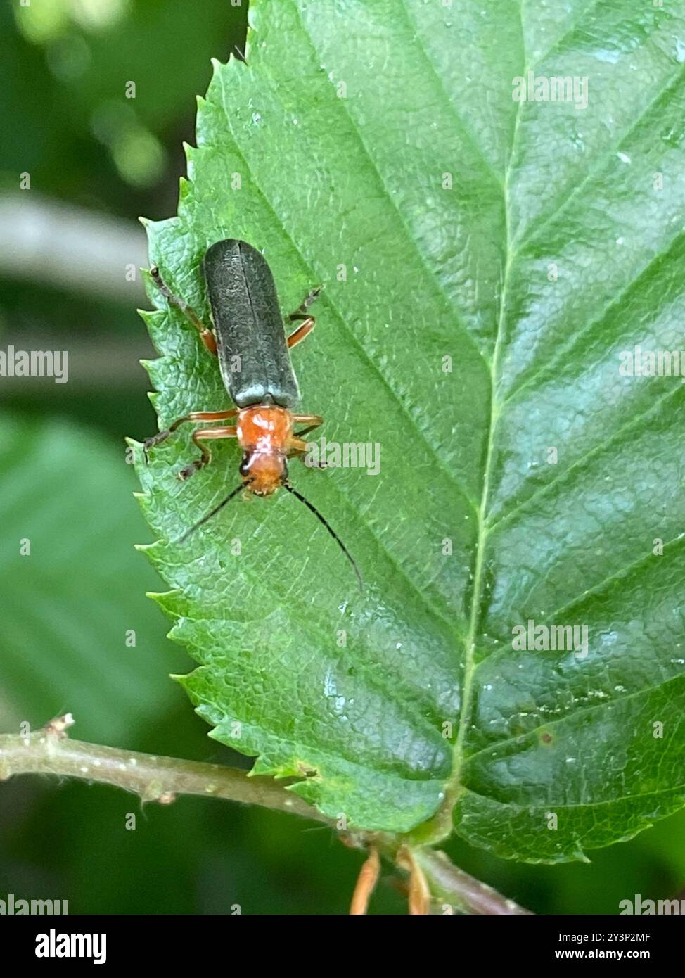 Soldier Beetles (Cantharidae) Insecta Stock Photo - Alamy
