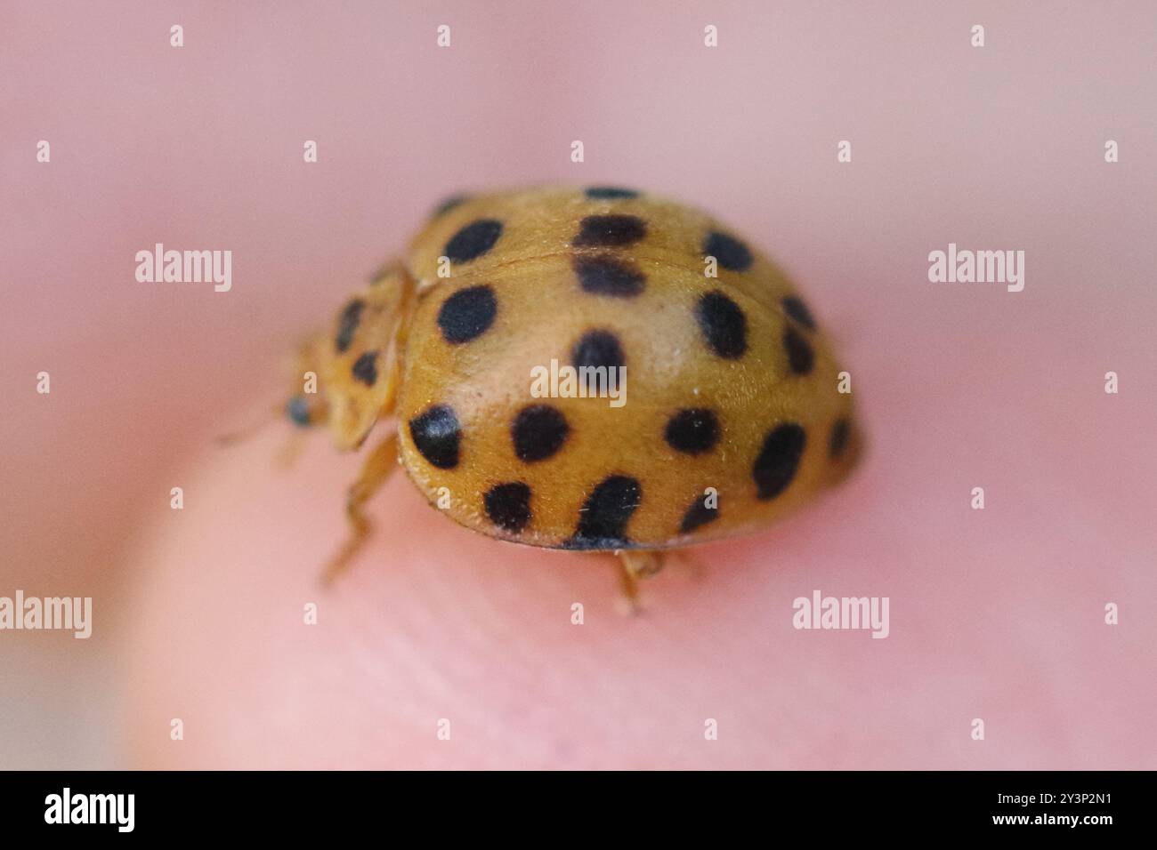 Hadda Beetle (Henosepilachna vigintioctopunctata) Insecta Stock Photo ...