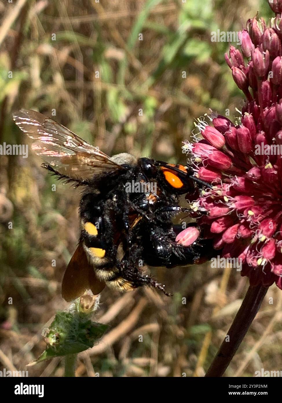 Mammoth Scoliid Wasp (Megascolia maculata) Insecta Stock Photo - Alamy