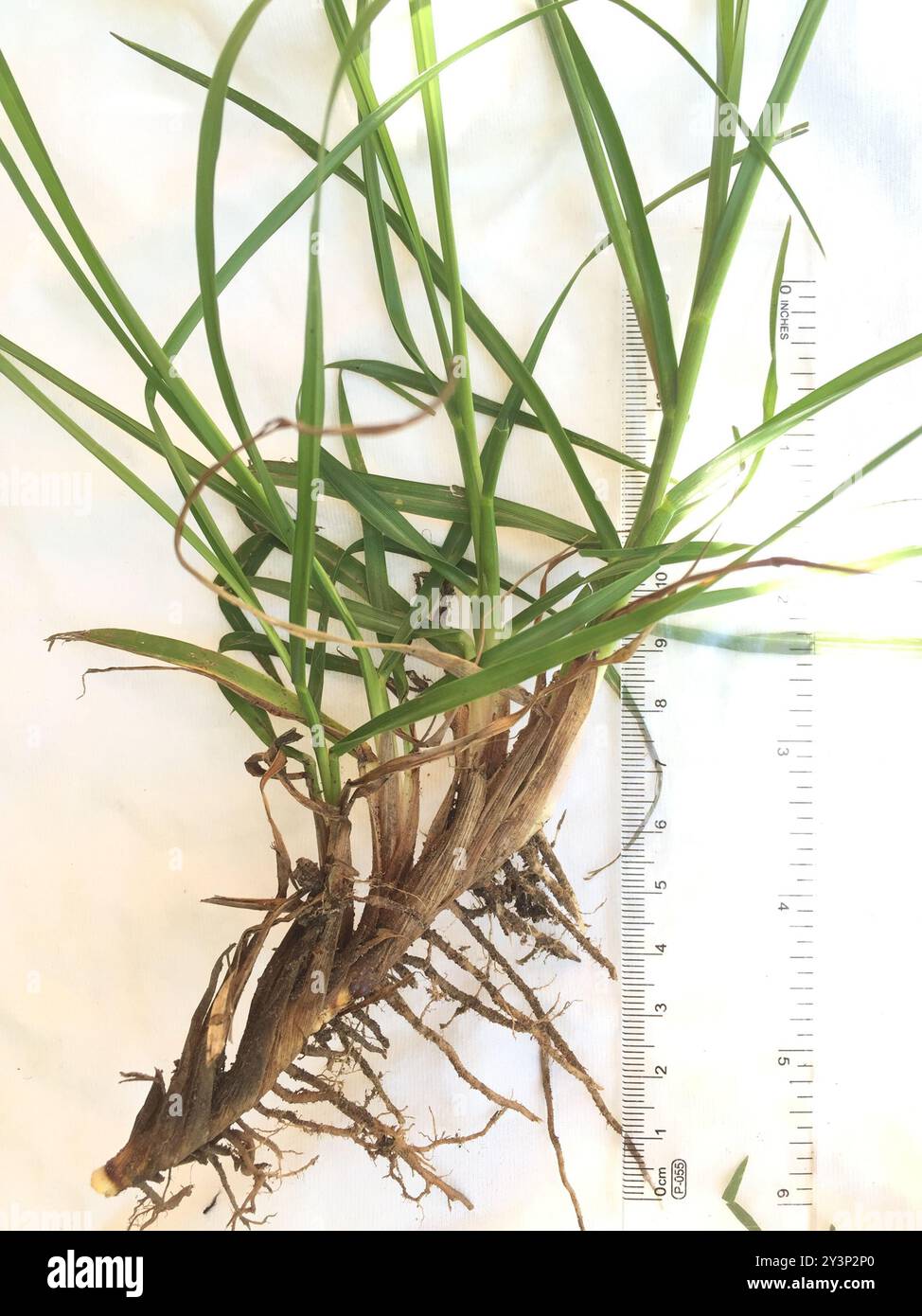 Bahia grass (Paspalum notatum) Plantae Stock Photo - Alamy