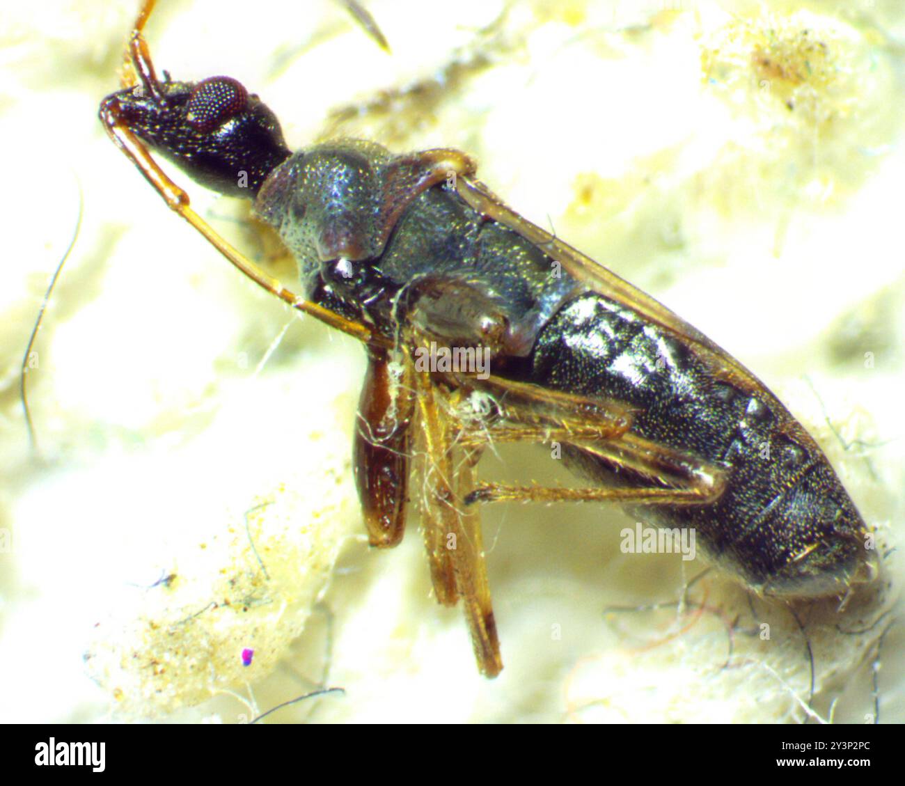 (Heraeus plebejus) Insecta Stock Photo - Alamy