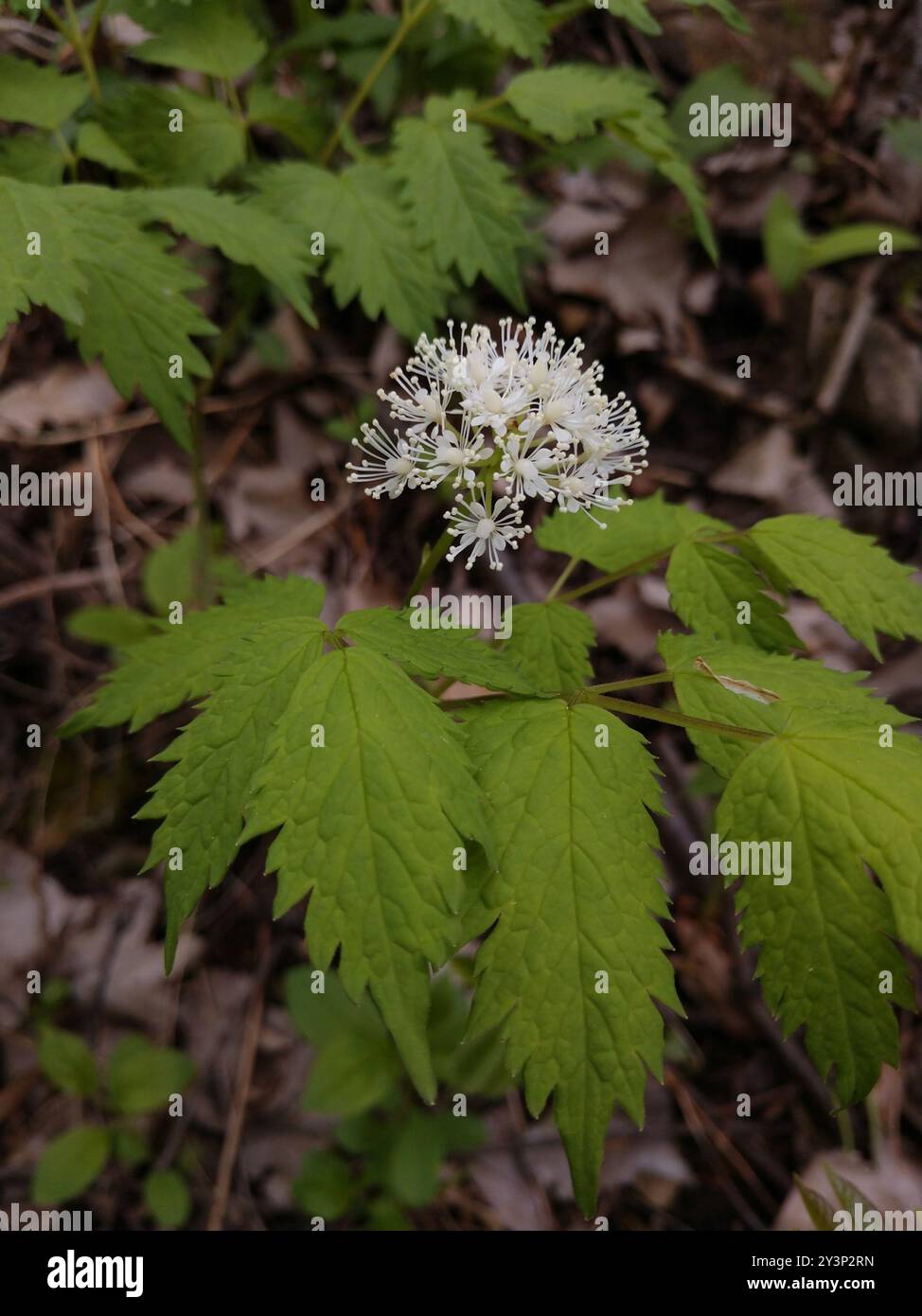red baneberry (Actaea rubra) Plantae Stock Photo - Alamy