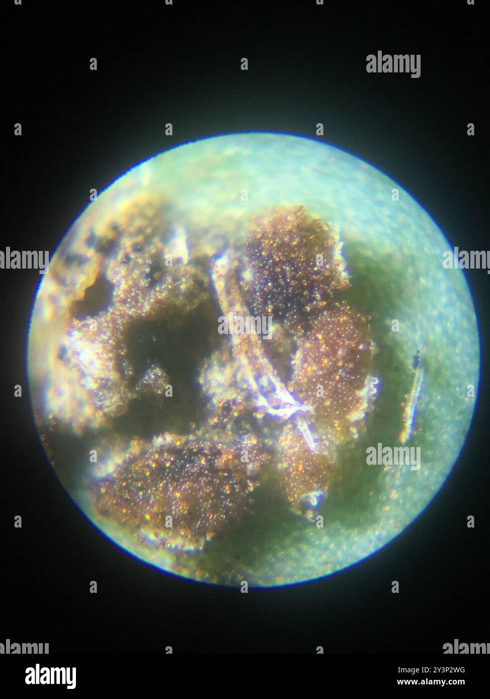 rust fungi (Pucciniales) Fungi Stock Photo - Alamy