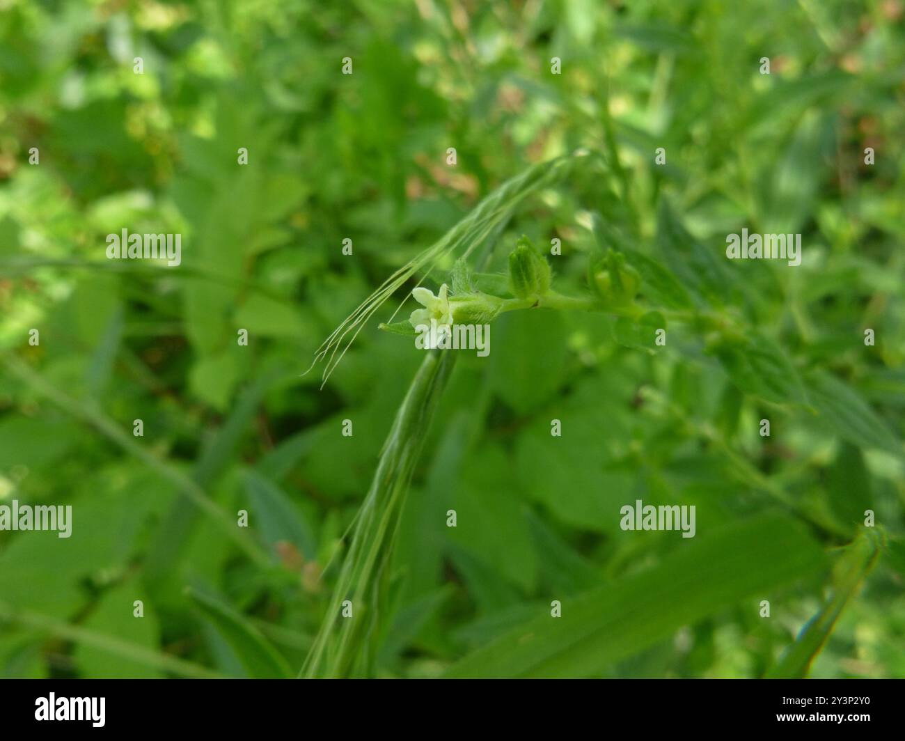 Common Gromwell (Lithospermum officinale) Plantae Stock Photo - Alamy