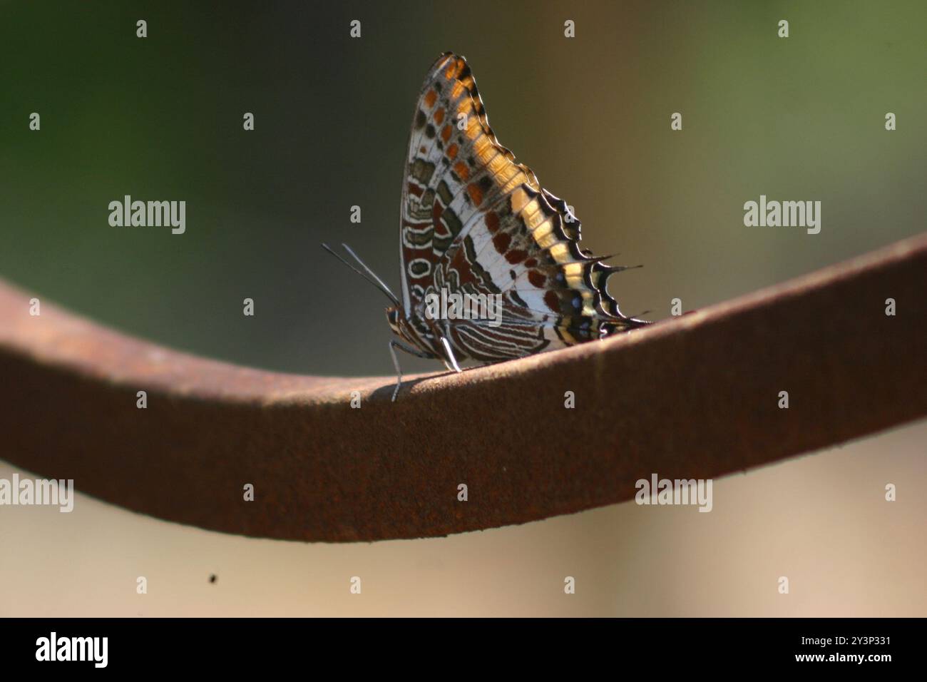 Two-tailed Pasha (Charaxes jasius) Insecta Stock Photo - Alamy