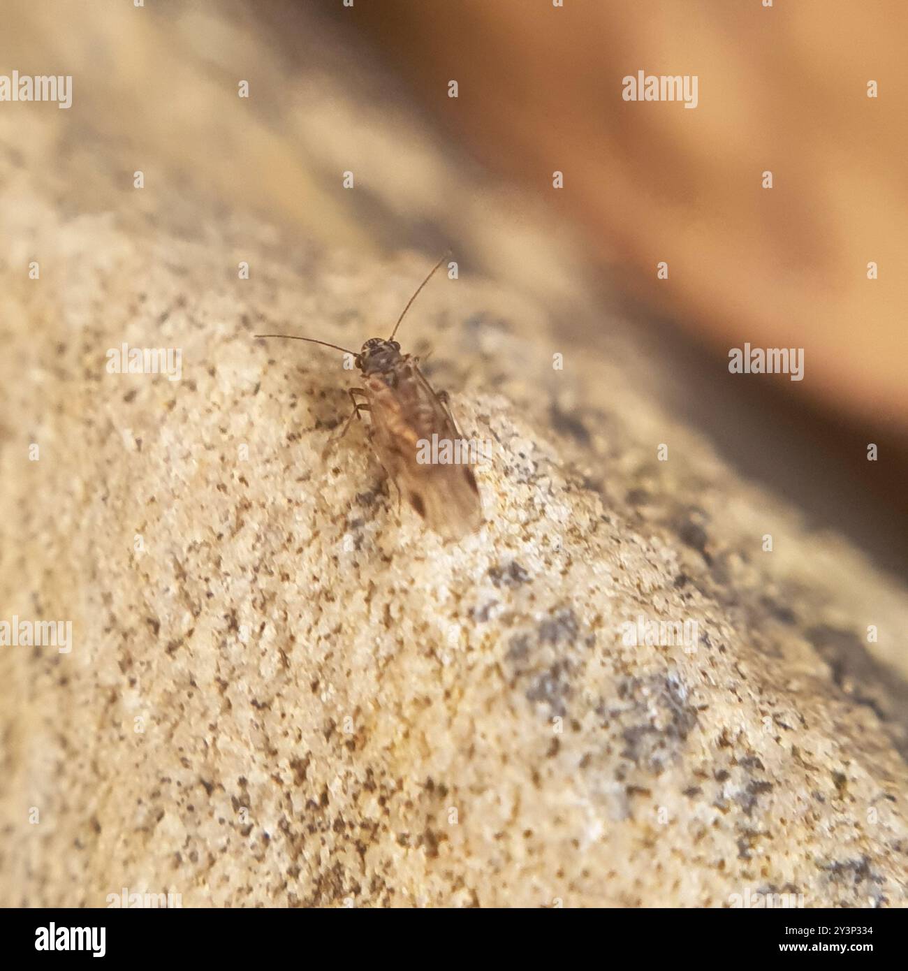 Barklice, Booklice, and Parasitic Lice (Psocodea) Insecta Stock Photo ...