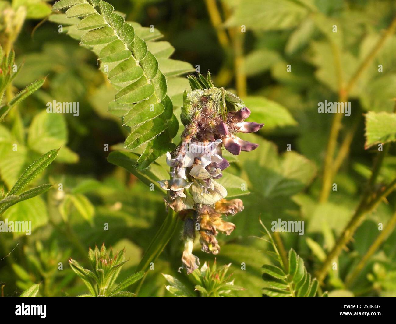 Bush Vetch (Vicia sepium) Plantae Stock Photo - Alamy