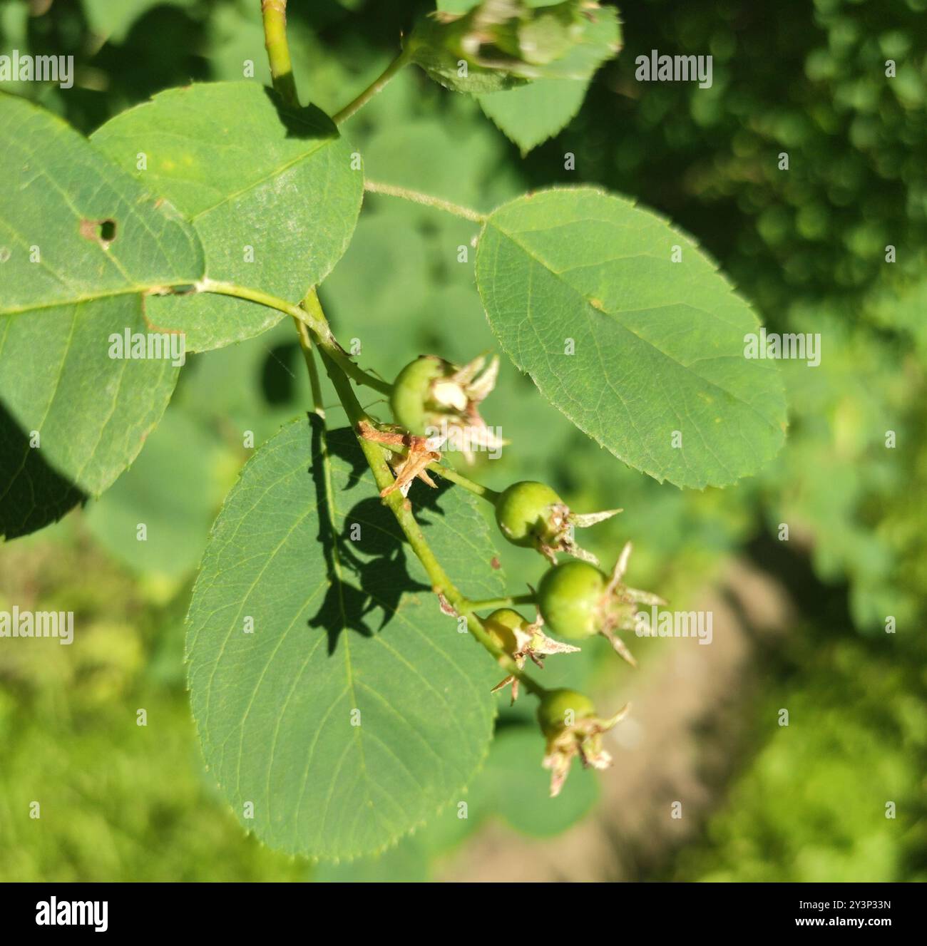 Dwarf Serviceberry (Amelanchier × spicata) Plantae Stock Photo - Alamy