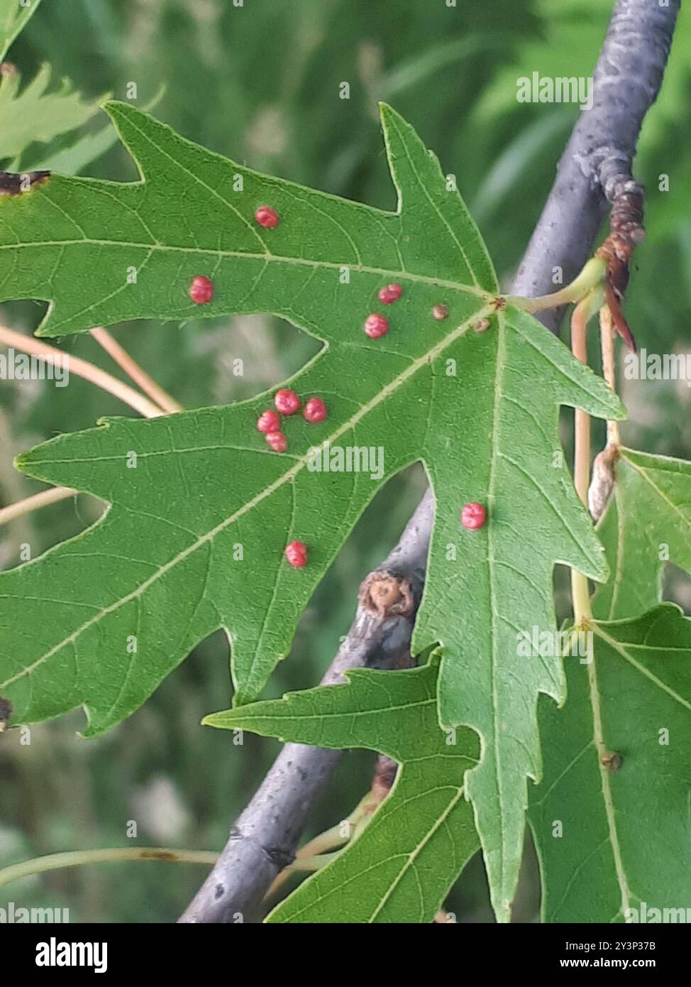 Maple Bladdergall Mite (Vasates quadripedes) Arachnida Stock Photo - Alamy